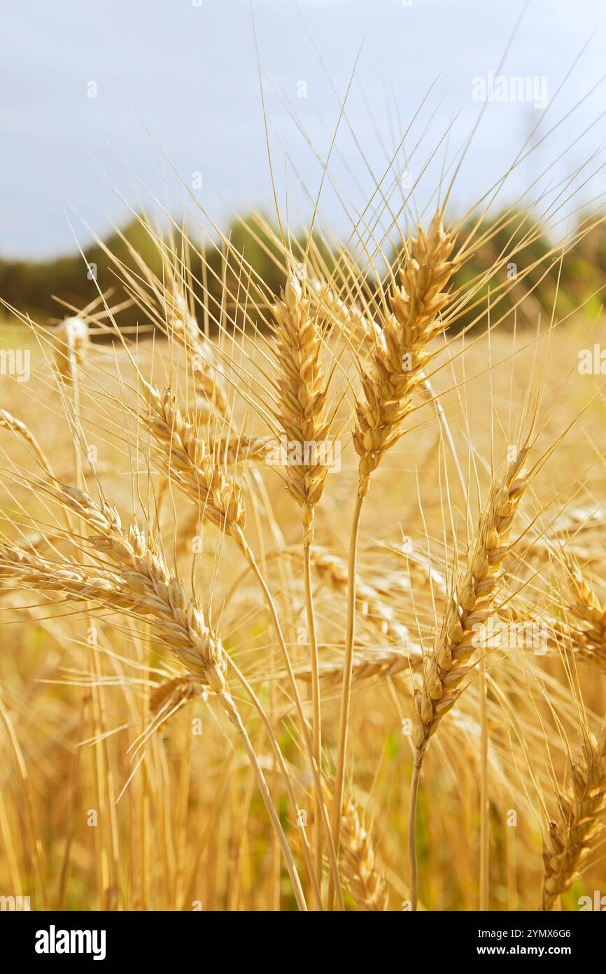 Close up rye agriculture hi-res stock photography and images - Alamy