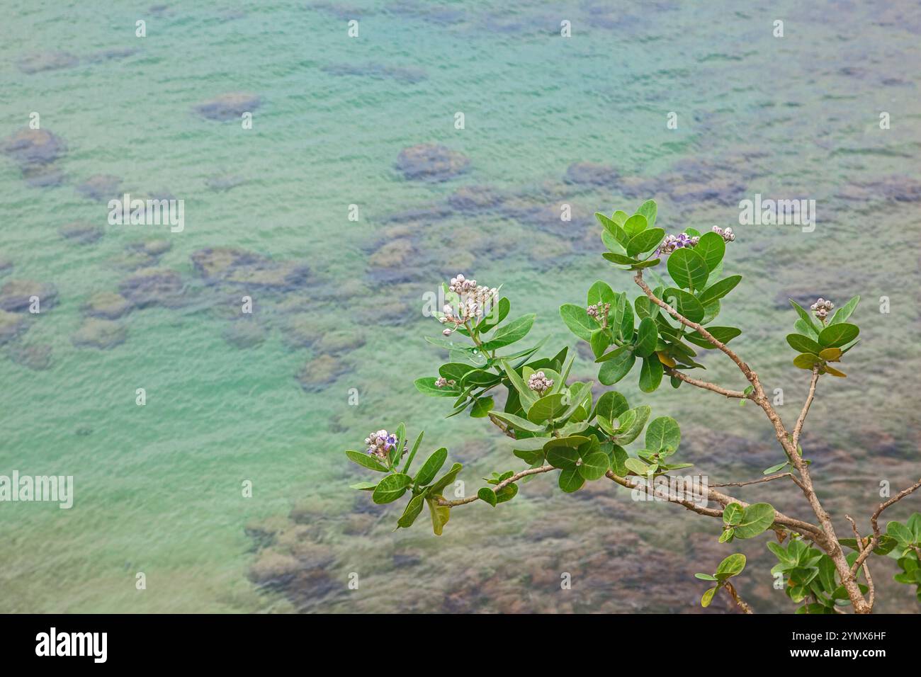 Tree over water coast hi-res stock photography and images - Alamy