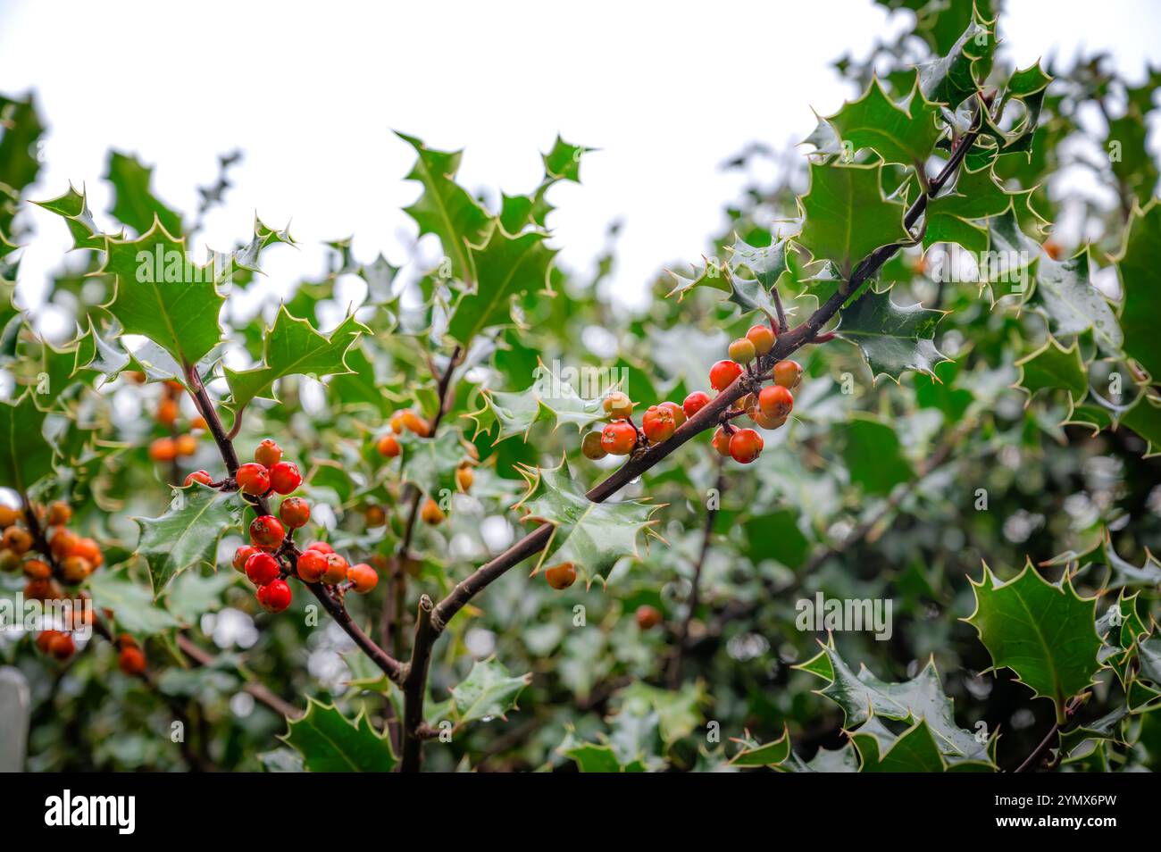 Vibrant Holly Leaves and Berries in a Natural Outdoor Setting, Hyde ...