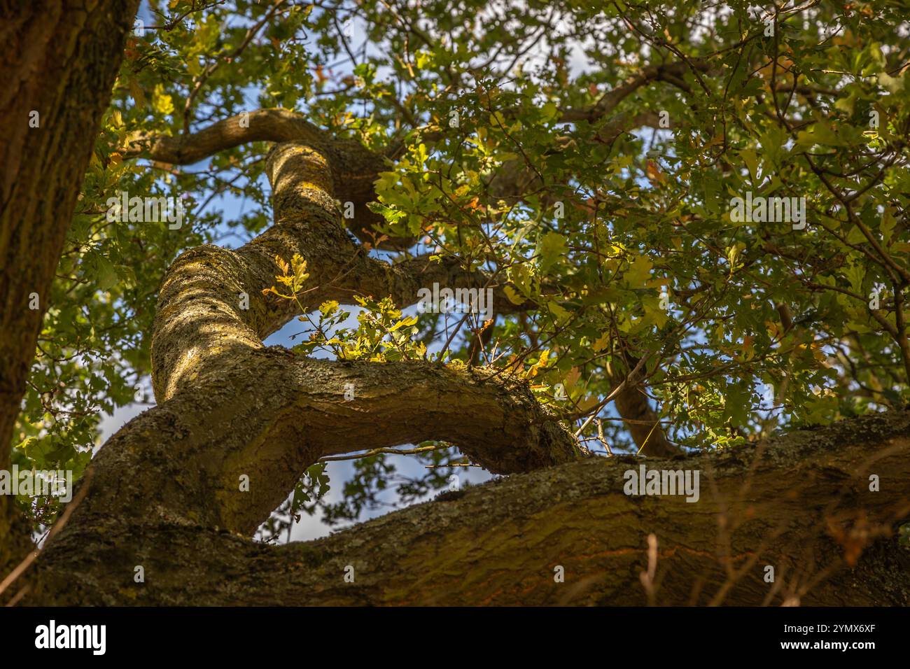 Oak Tree, Richmond Park, London, England ,UK Stock Photo - Alamy
