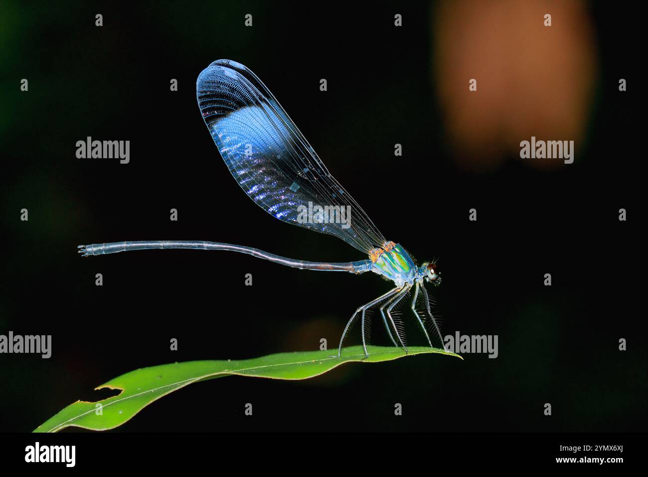 Range of iridescent colors hi-res stock photography and images - Alamy