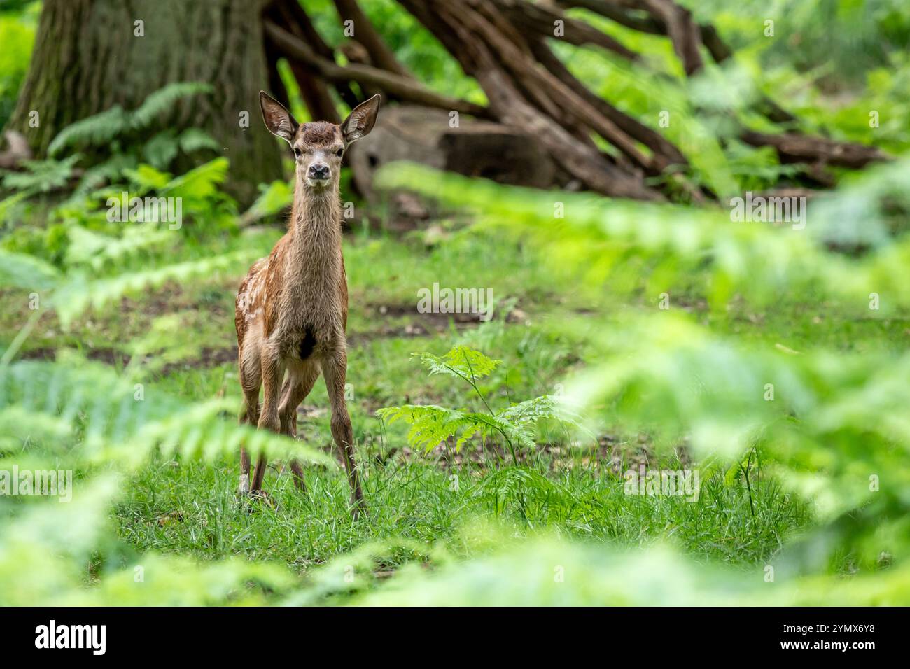 Red deer with fawn hi-res stock photography and images - Alamy