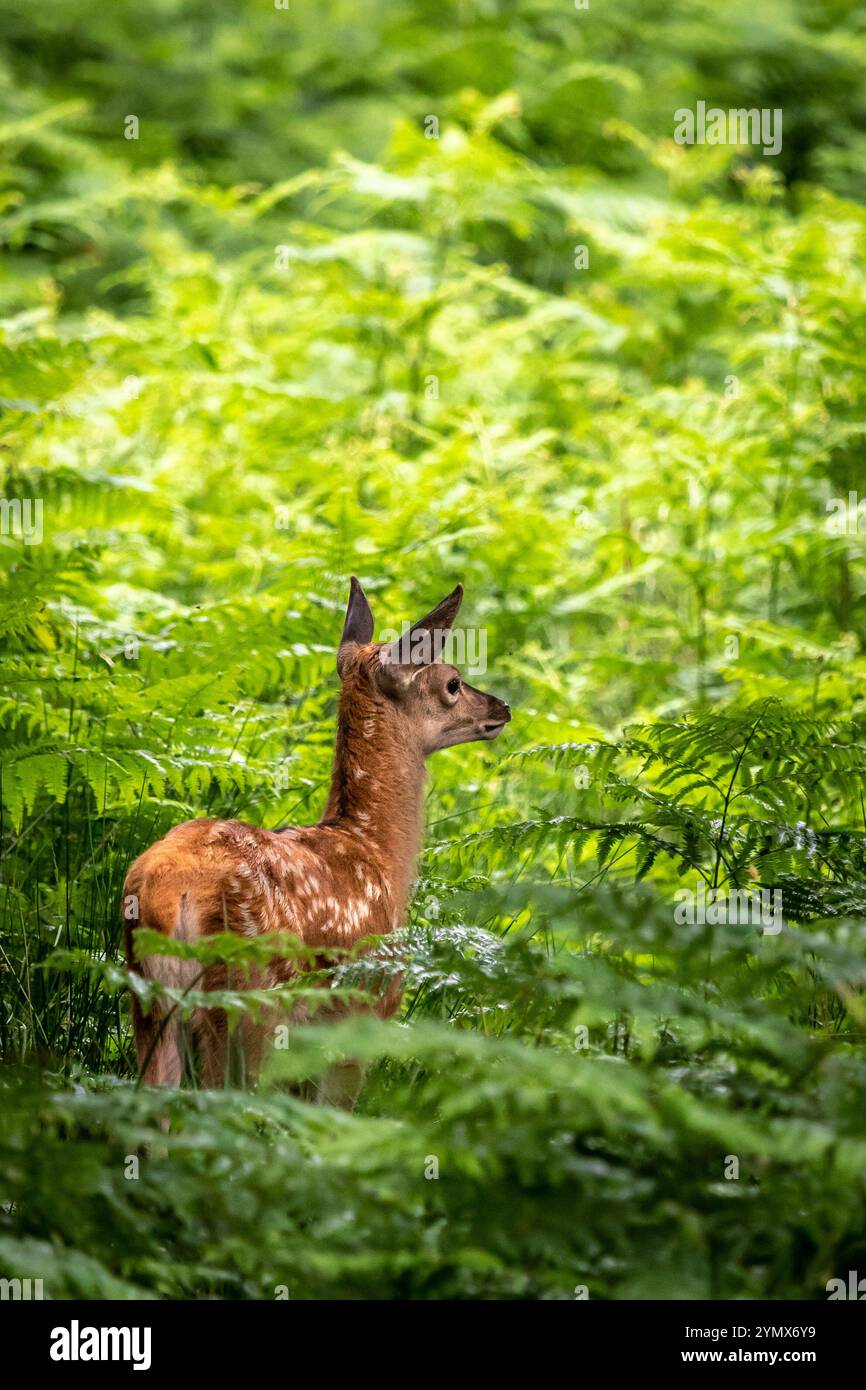 Red Deer Fawn, Richmond Park, London, England, UK Stock Photo - Alamy