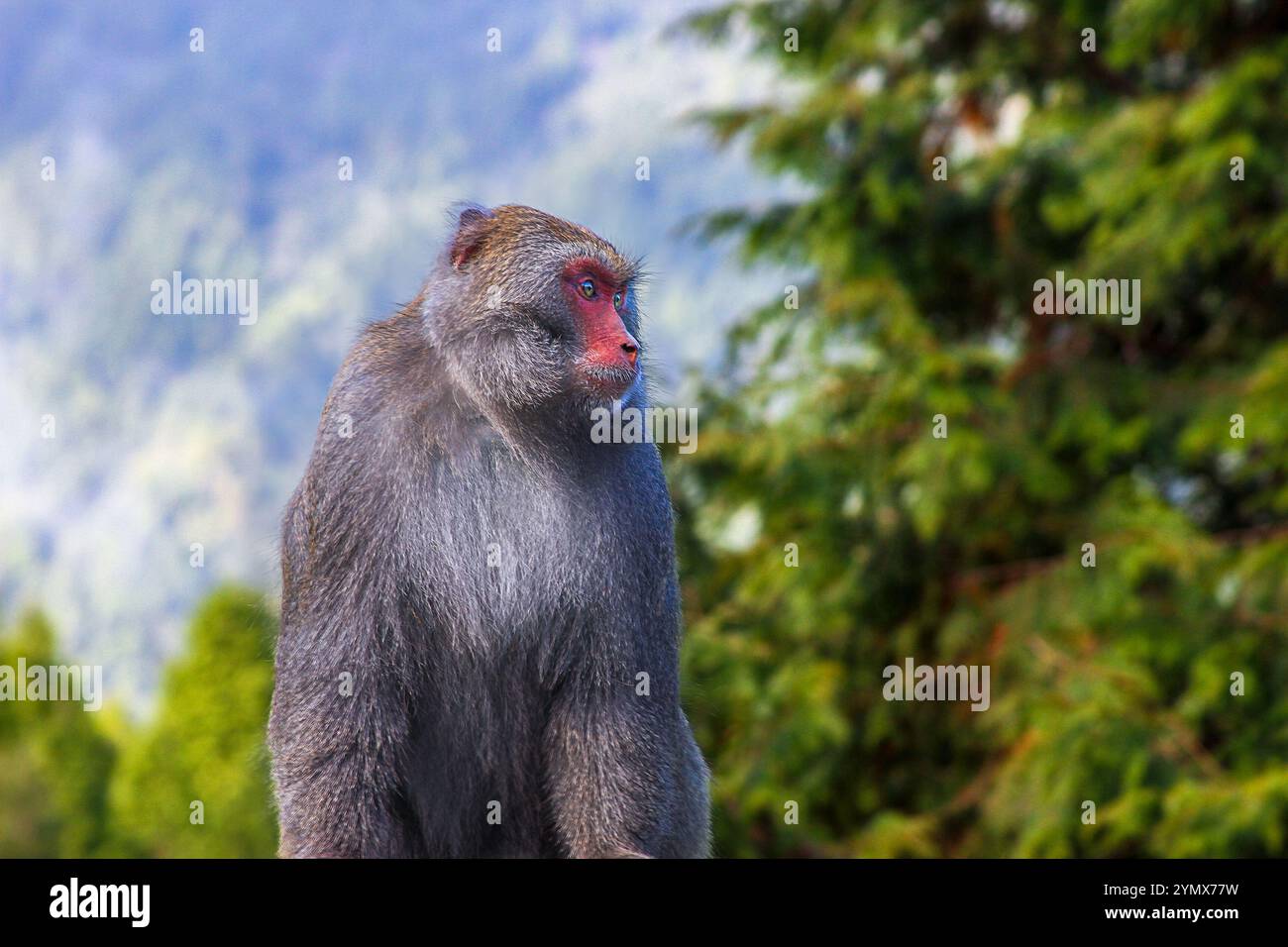 Formosan rock macaque eating in hi-res stock photography and images - Alamy