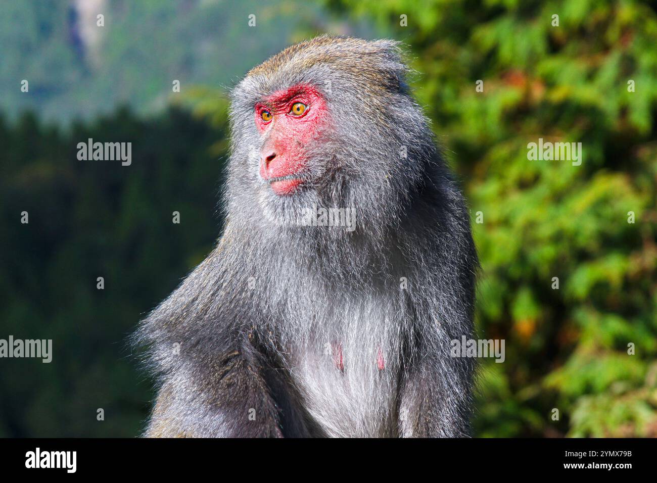 A close-up of a Formosan Rock Monkey with distinctive red face and grey ...