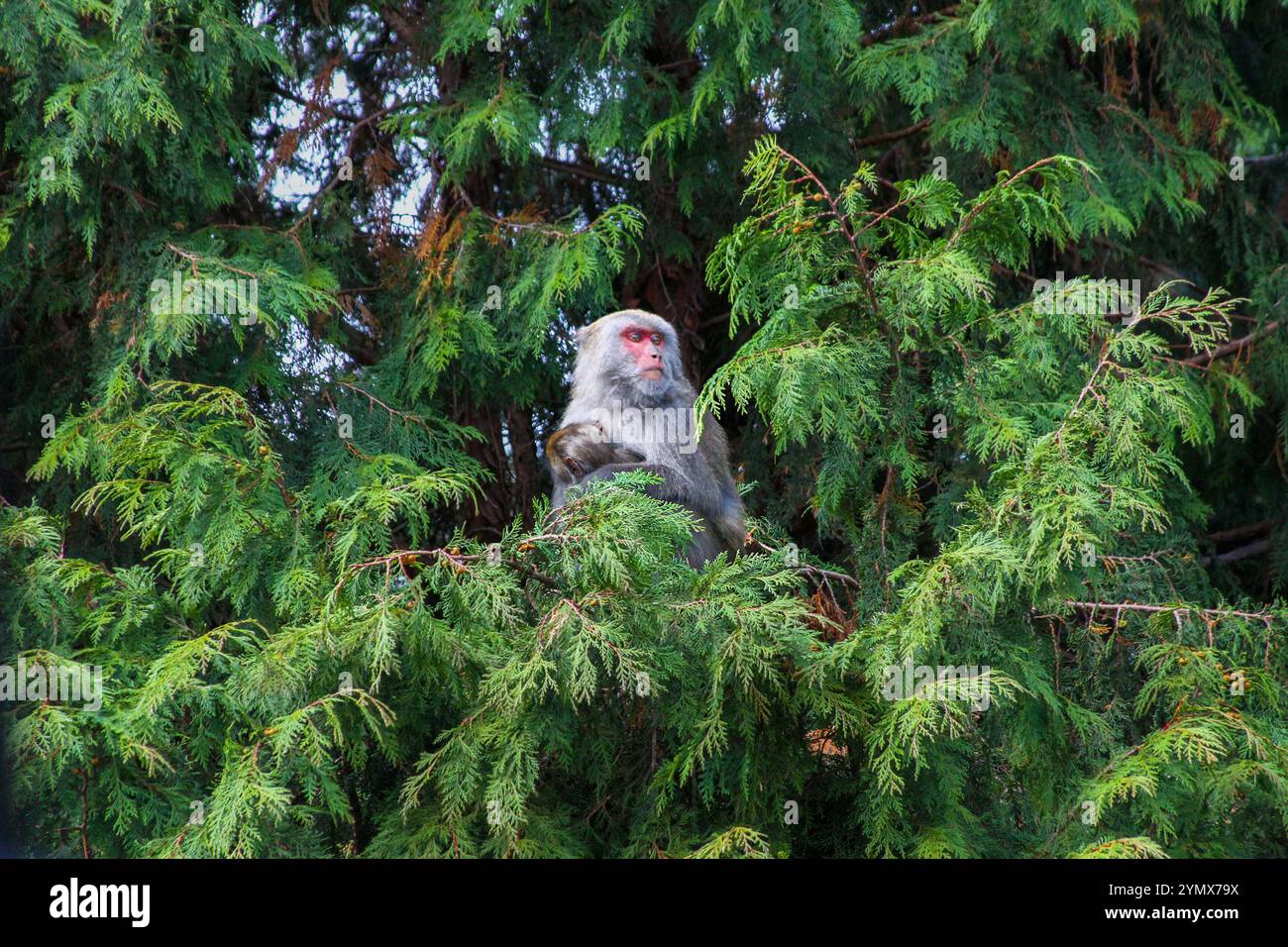 A Formosan Rock-monkey mother holding her baby in a lush green tree ...