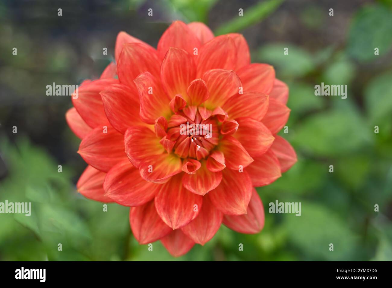 Red orange dahlia flowers hi-res stock photography and images - Alamy