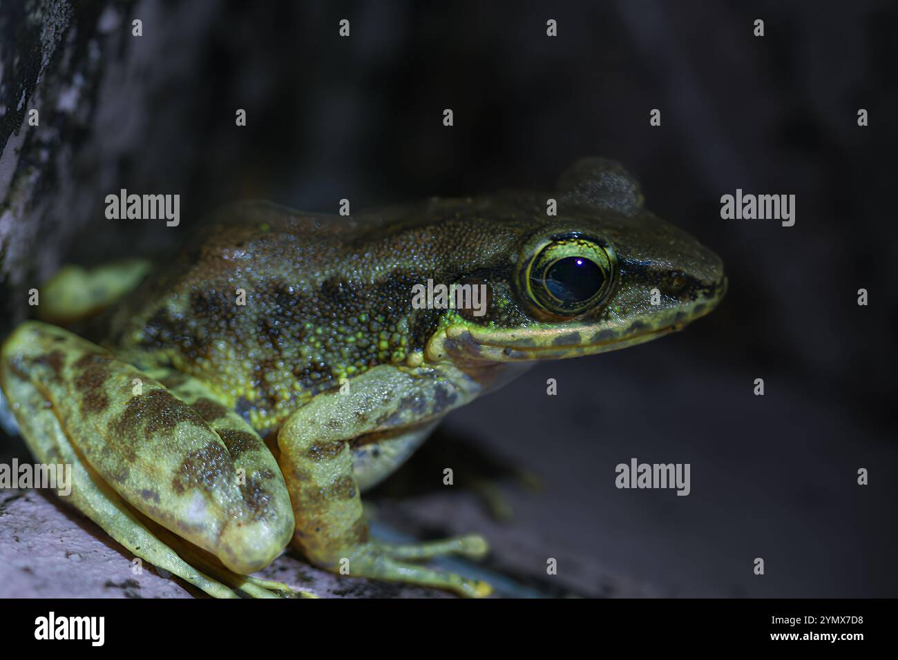 A close-up of a Swinhoe's Frog(Odorrana swinhoana) with a green and ...