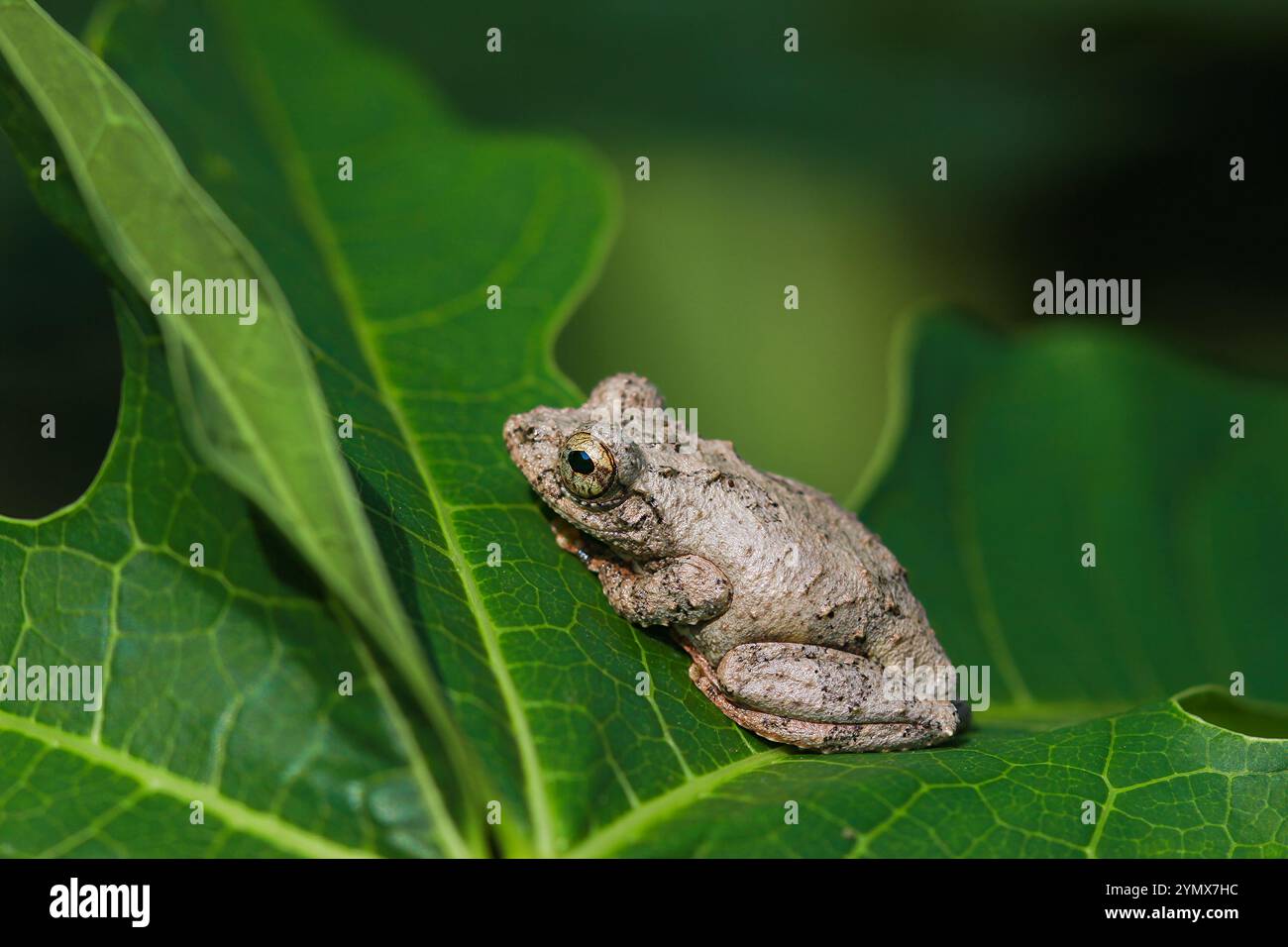Close-up of a Meintein tree frog(Chirixalus idiootocus) perched on ...