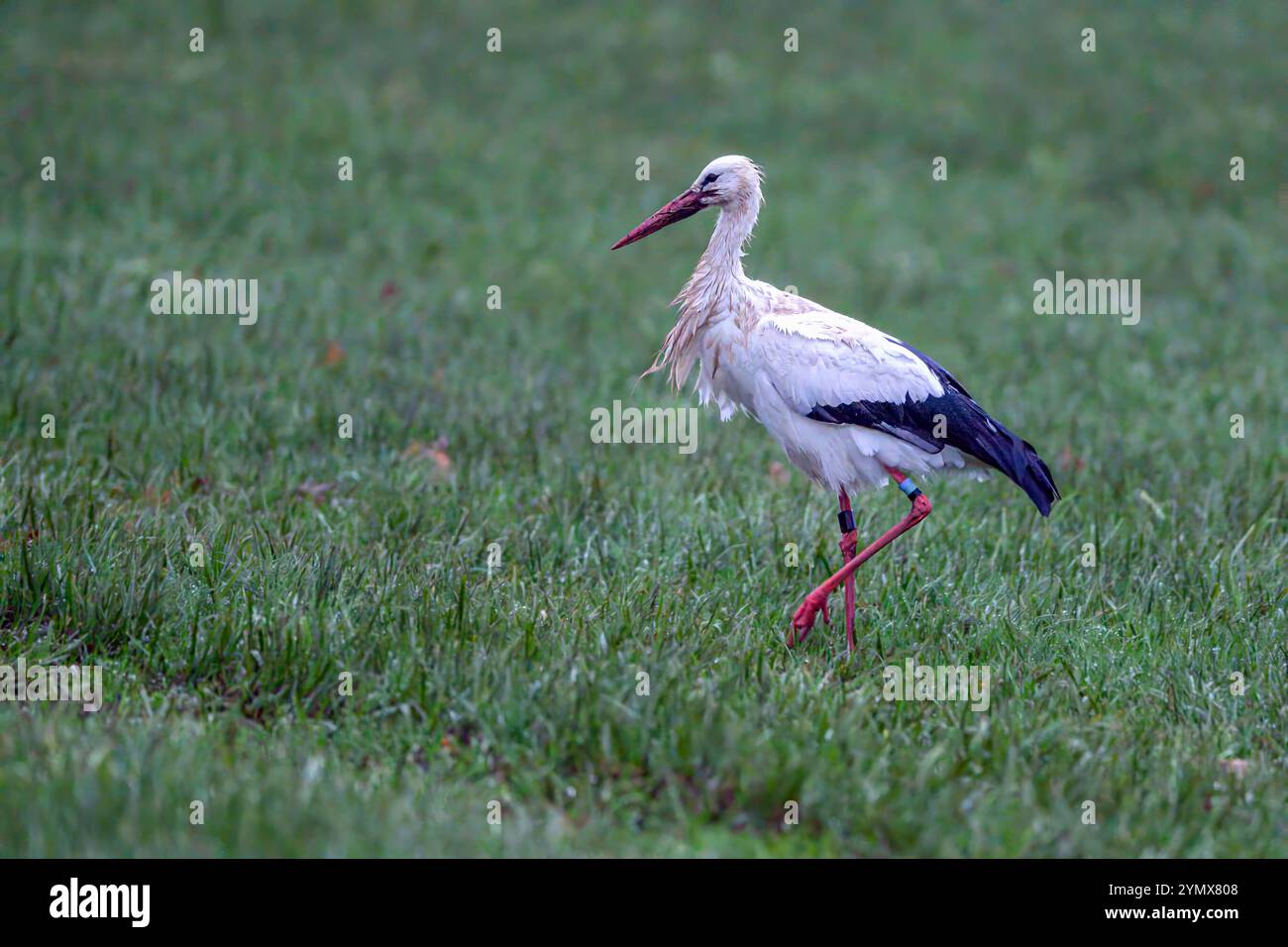 Sverige2024 hi-res stock photography and images - Alamy