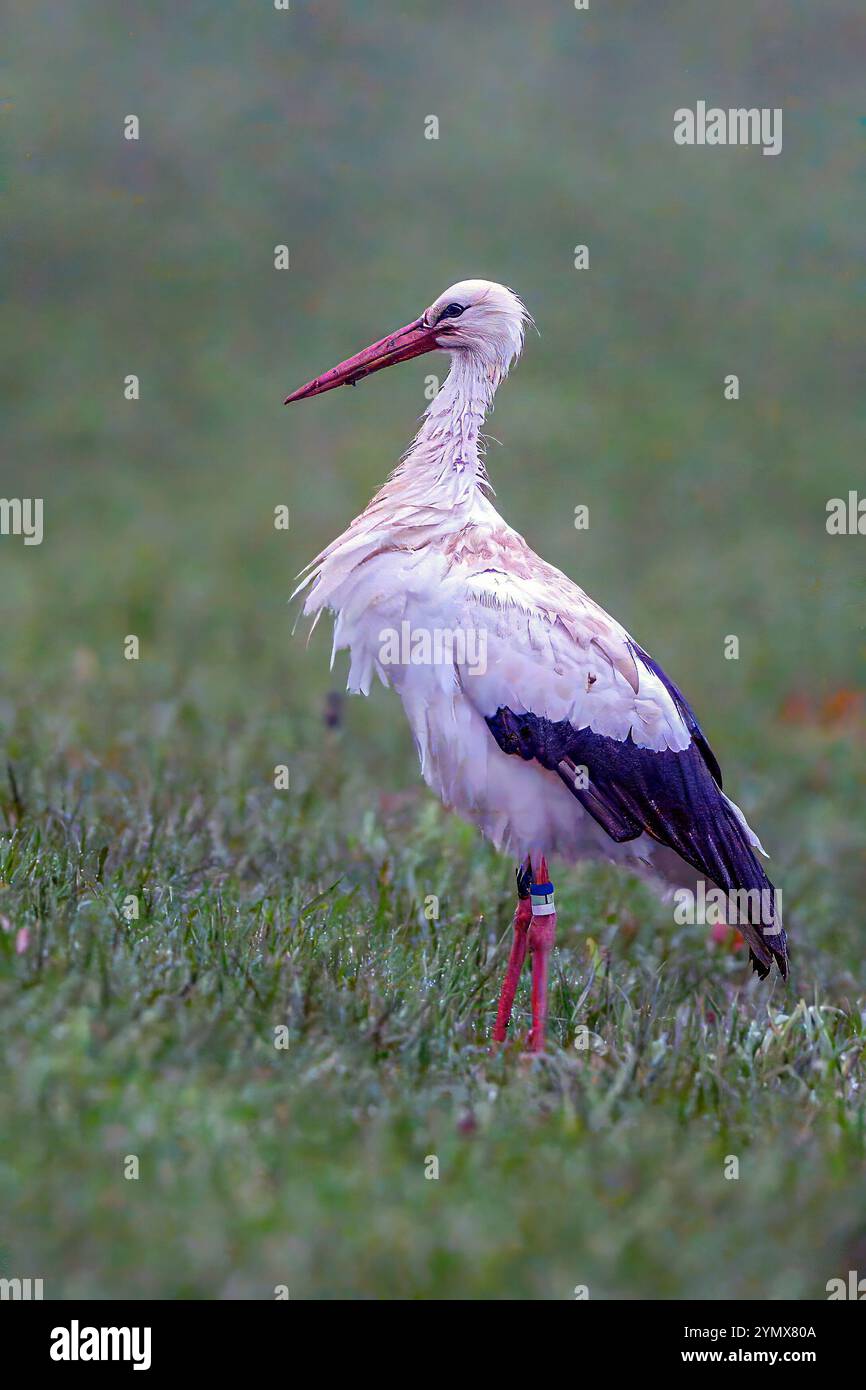 Sverige2024 hi-res stock photography and images - Alamy