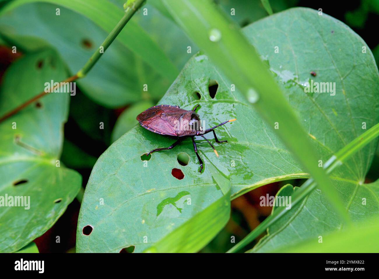 Coridius hi-res stock photography and images - Alamy