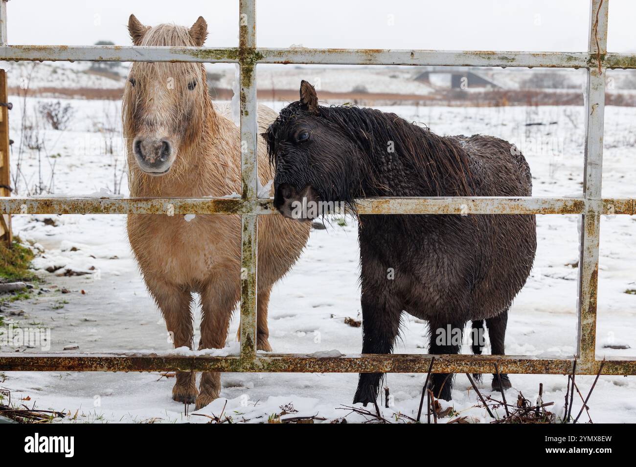 Horses Blackford, Perthshire. Storm Bert is battering the country with ...