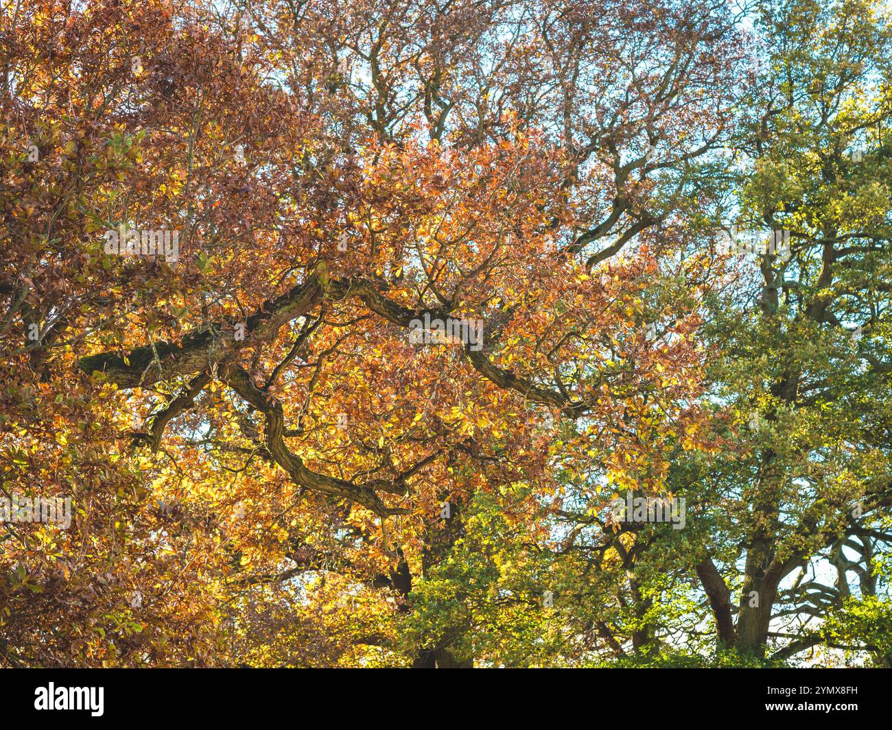 Sunlight on an oak tree branch with autumn foliage in a wood Stock ...