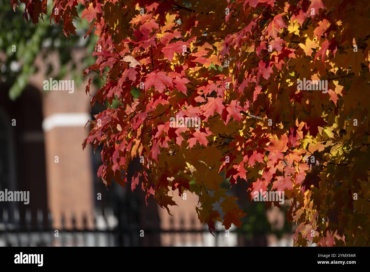 Boston Common, Public Garden, city park in the Autumn, fall foliage ...