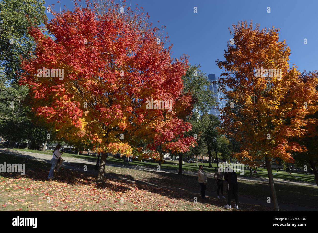 Boston Common, Public Garden, city park in the Autumn, fall foliage ...