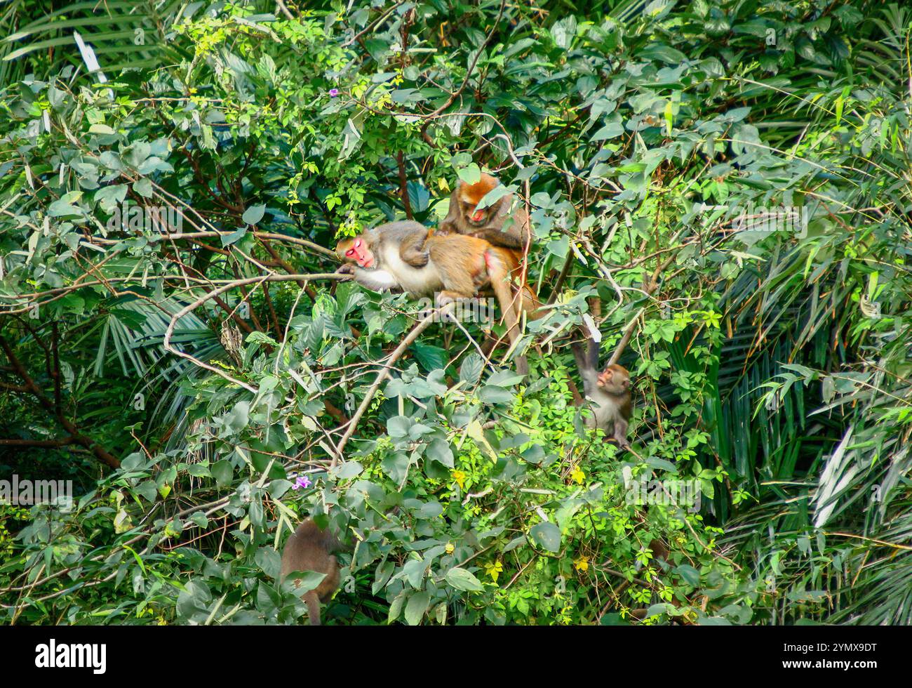 A Formosan Rock-monkey grooming another monkey on a tree branch ...