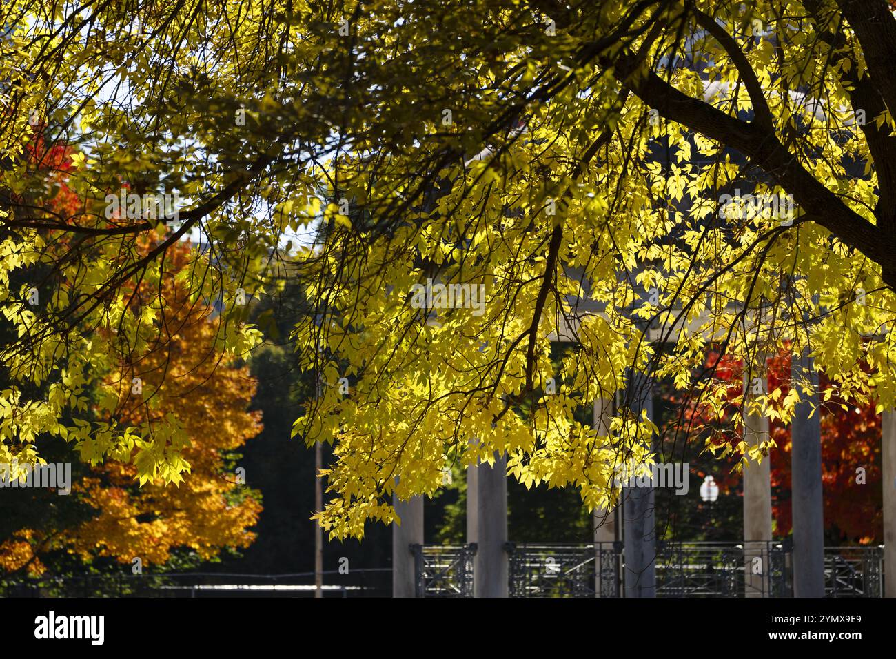Boston Common, Public Garden, city park in the Autumn, fall foliage ...