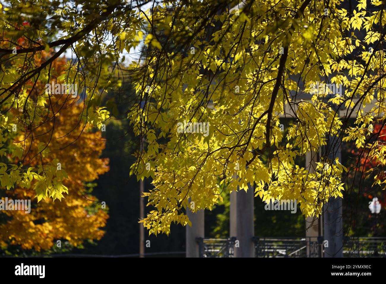 Boston Common, Public Garden, city park in the Autumn, fall foliage ...