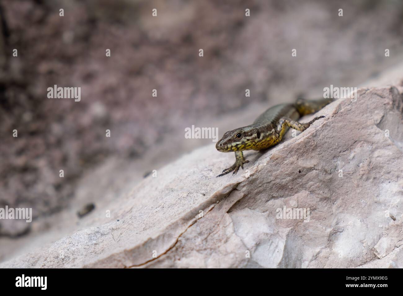 Saurology hi-res stock photography and images - Alamy
