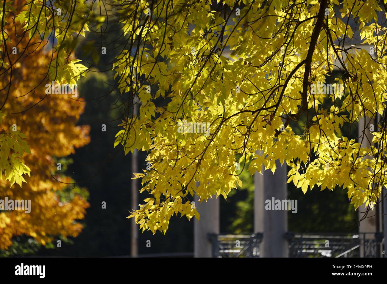 Boston Common, Public Garden, city park in the Autumn, fall foliage ...