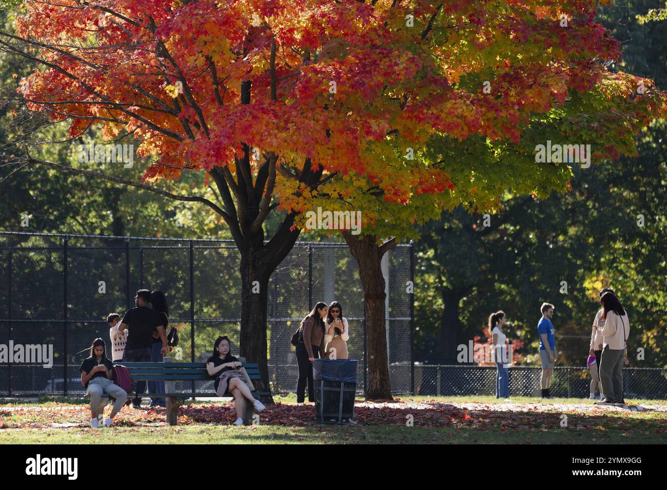 Boston Common, Public Garden, city park in the Autumn, fall foliage ...