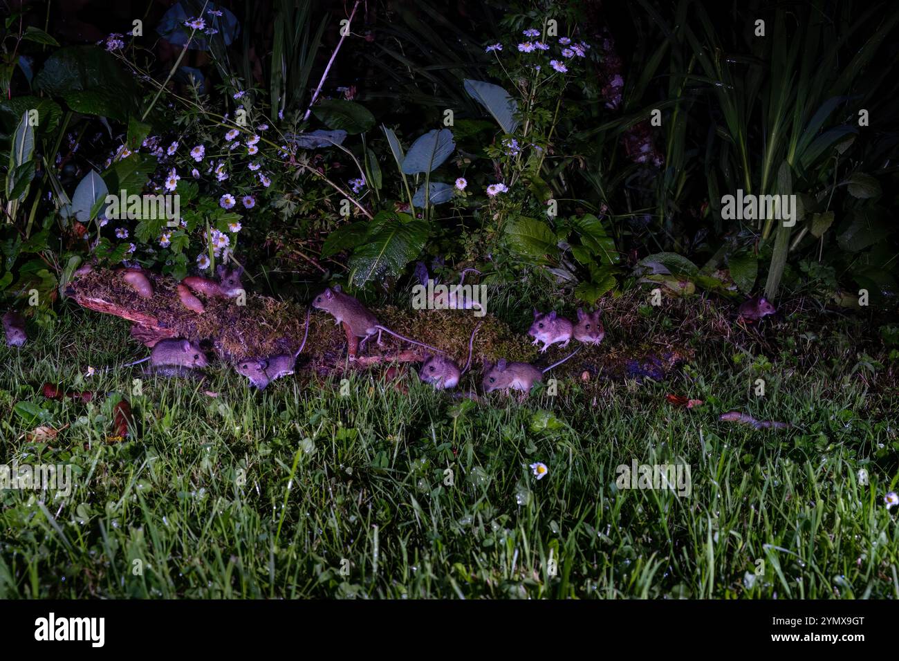 Mice in nature hi-res stock photography and images - Alamy