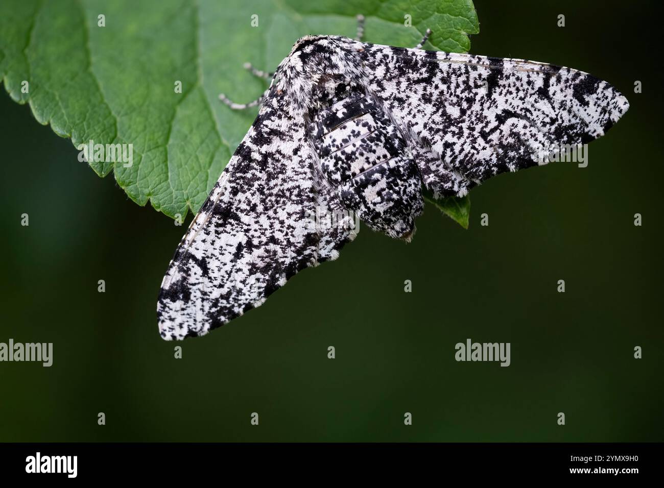 Evolution of lepidopterology hi-res stock photography and images - Alamy