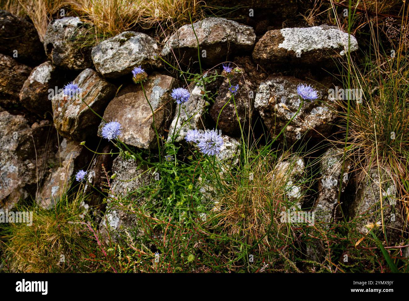 Sheep’s bit hi-res stock photography and images - Alamy