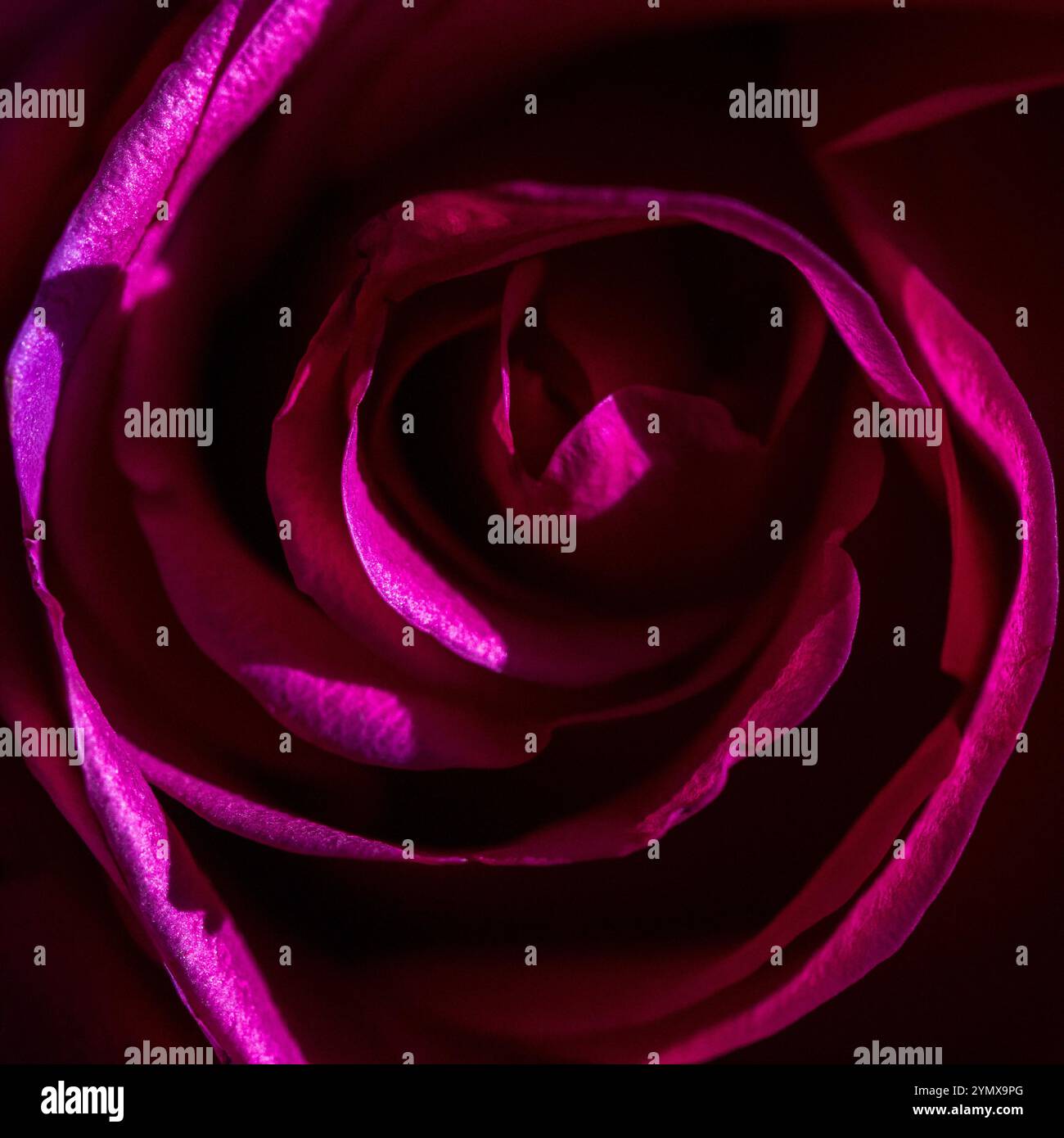 Fibonacci curves hi-res stock photography and images - Alamy
