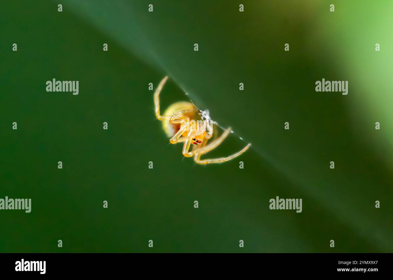 A close-up of a golden orb weaver spider on its web. The spider's ...