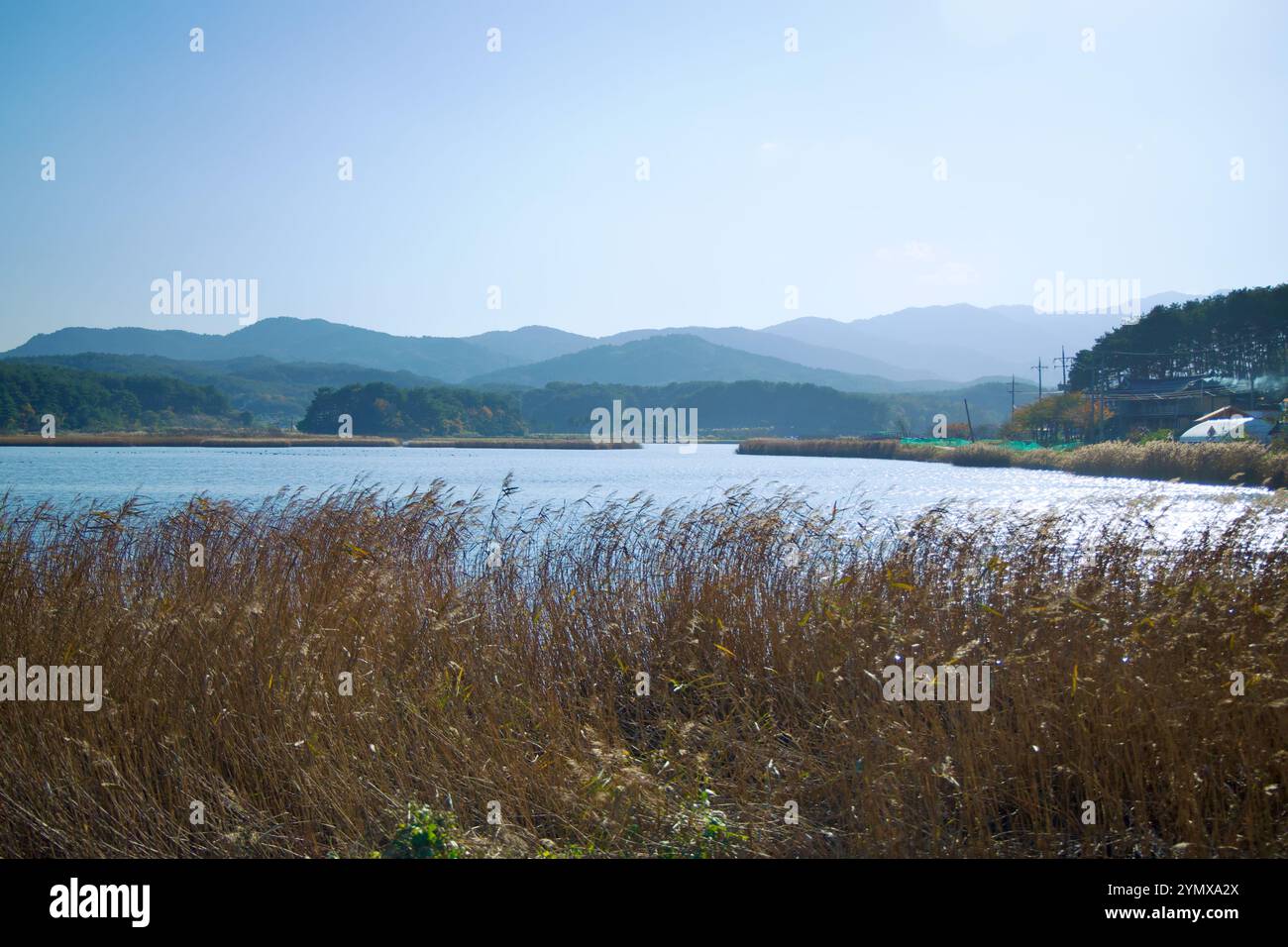 Tranquil lake swaying grasses trees hi-res stock photography and images - Alamy