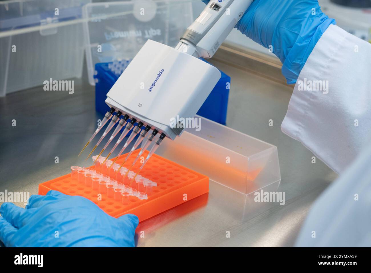 Medizin - Diagnostik - Laborforschung Pipettieren im Labor mit ...