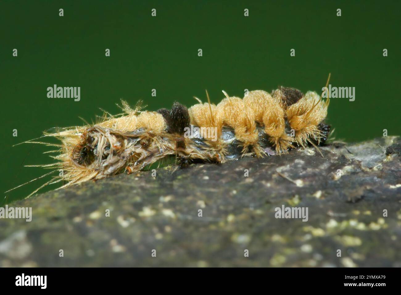 A close-up view of a Lyclene acteola caterpillar with distinctive ...