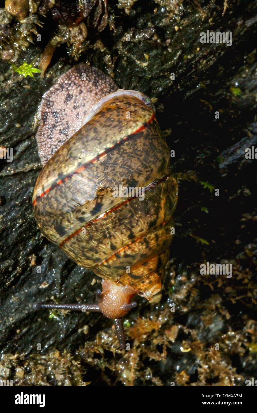 A detailed close-up of a land snail with a brown, patterned shell on a ...