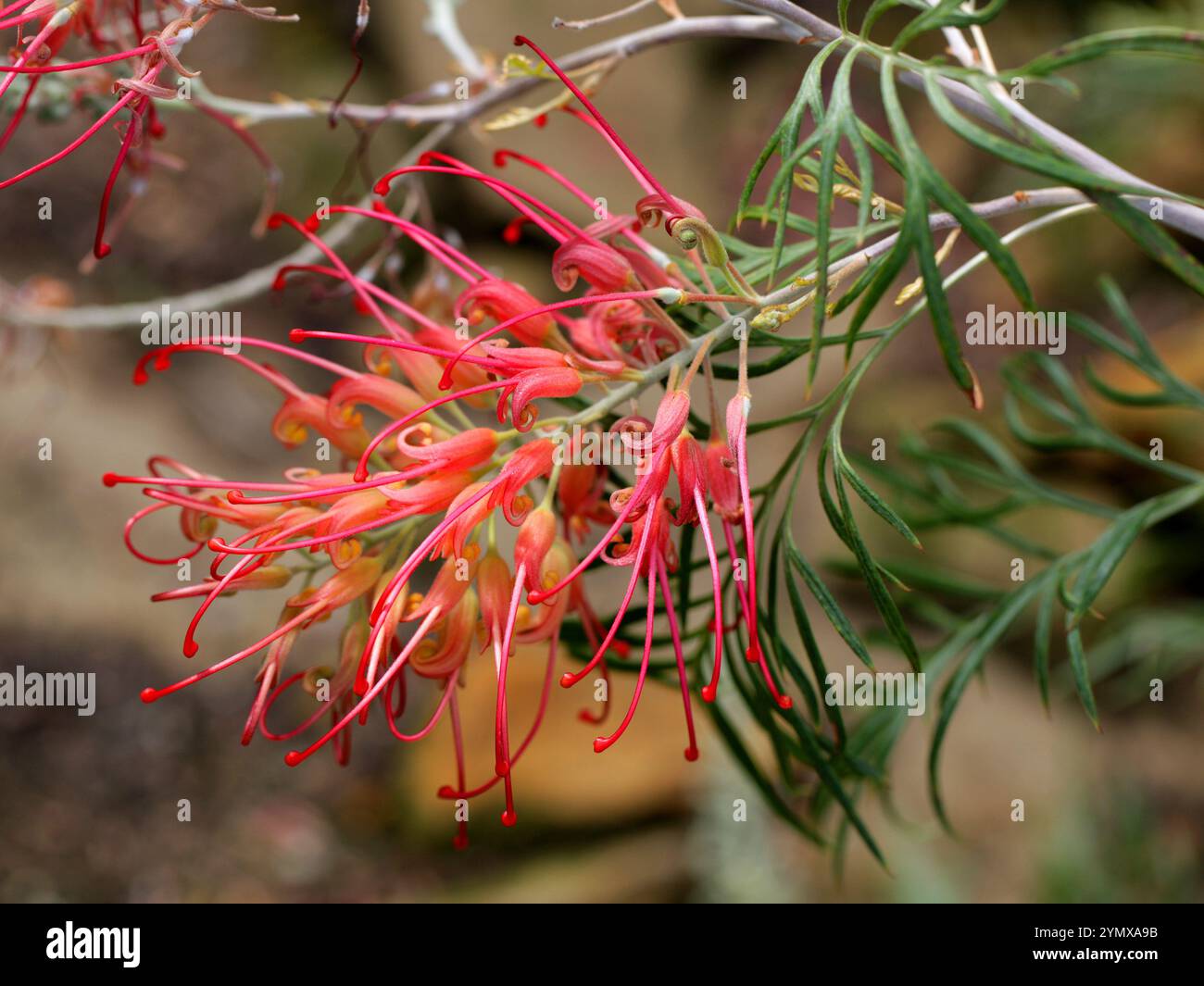 Spider Flower, Grevillea 'Ned Kelly' (aka 'Mason's Hybrid'), Proteaceae ...