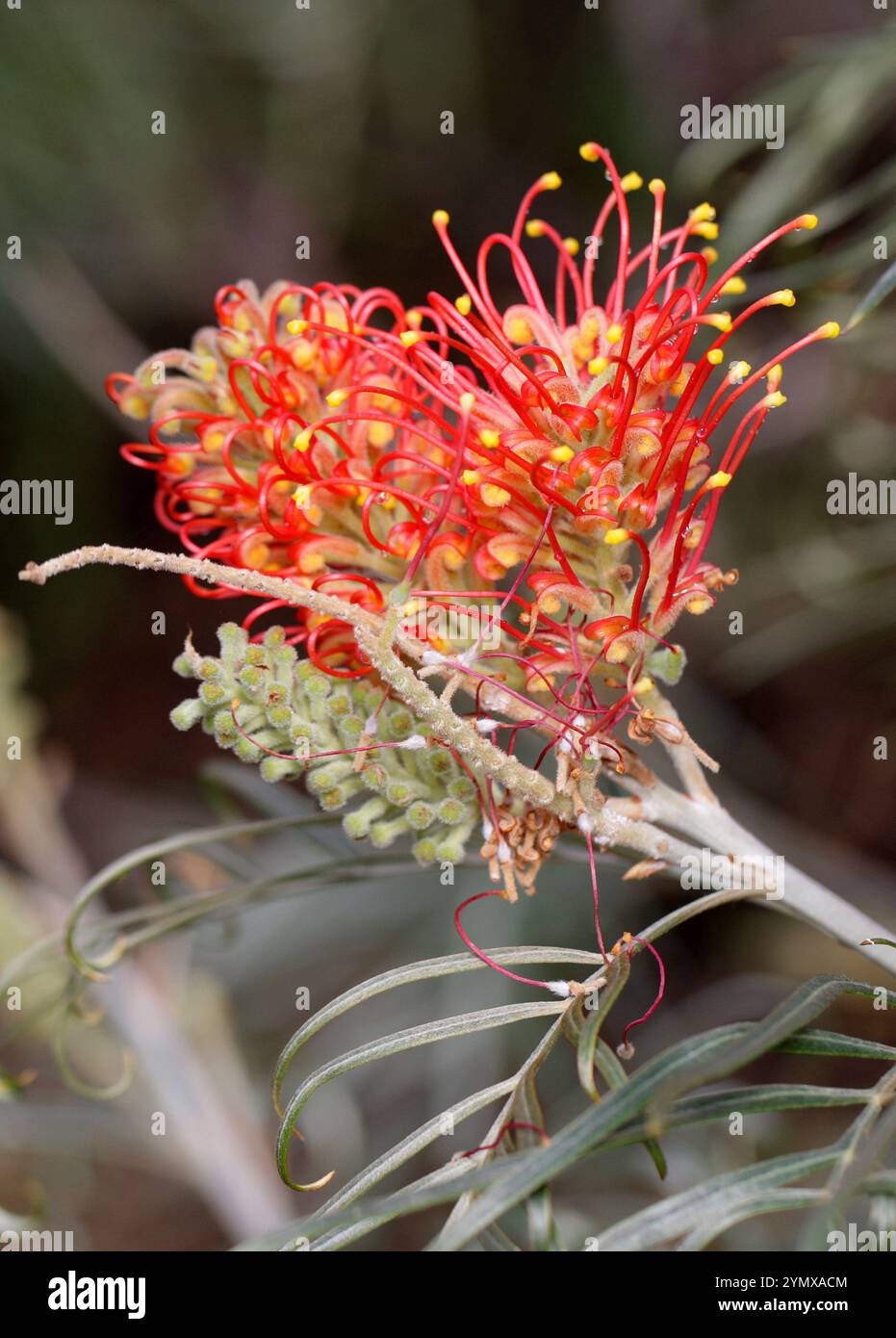 Spider Flower, Grevillea "Coastal Sunset", Proteaceae. Australia Stock ...