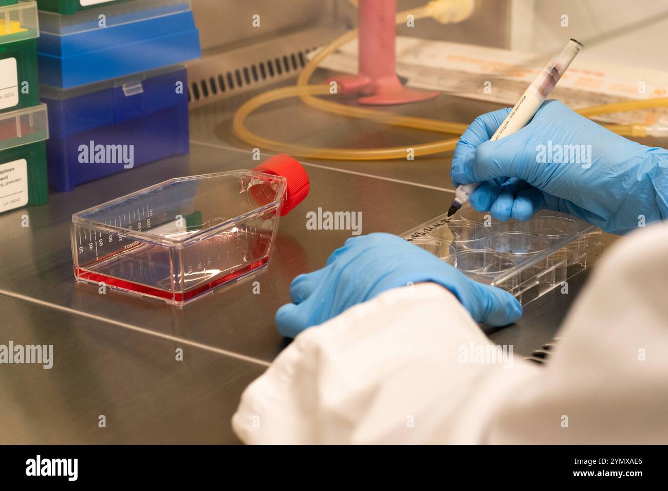 Medizin - Diagnostik - Laborforschung Zellkultur Arbeiten an der ...