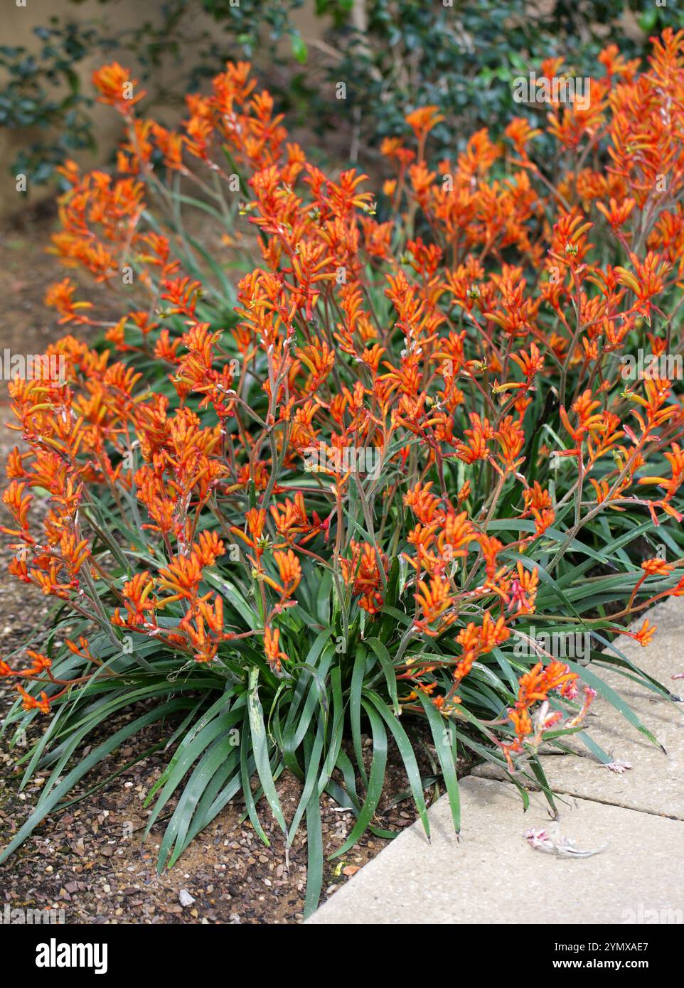 Kangaroo Paws, Anigozanthos sp., Haemodoraceae. Western Australia ...