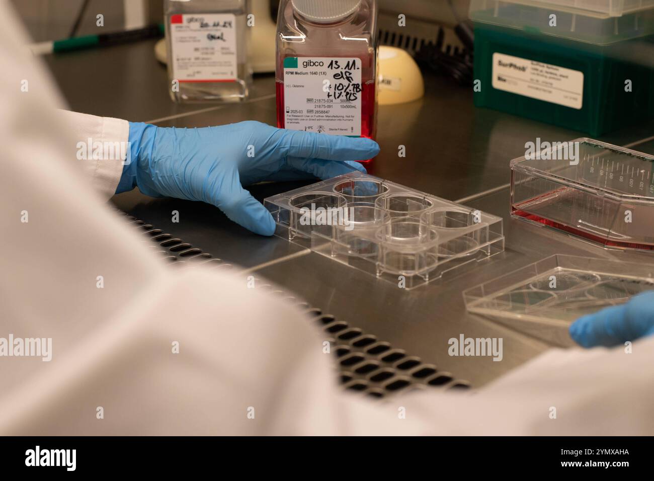 Medizin - Diagnostik - Laborforschung Zellkultur Arbeiten an der ...