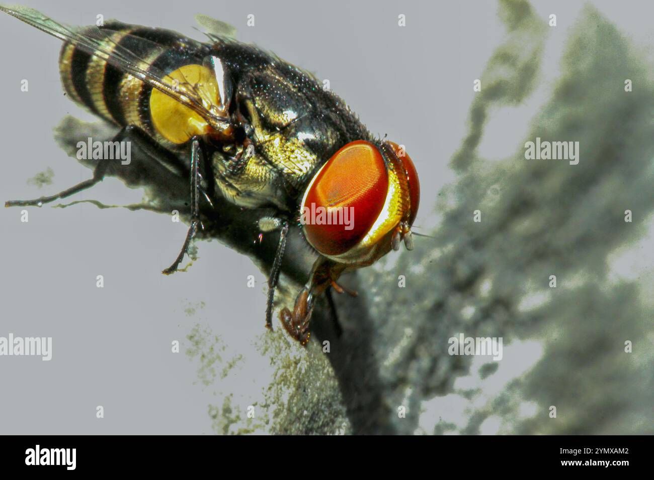 A detailed close-up of a Chrysomya megacephala fly, showcasing its ...