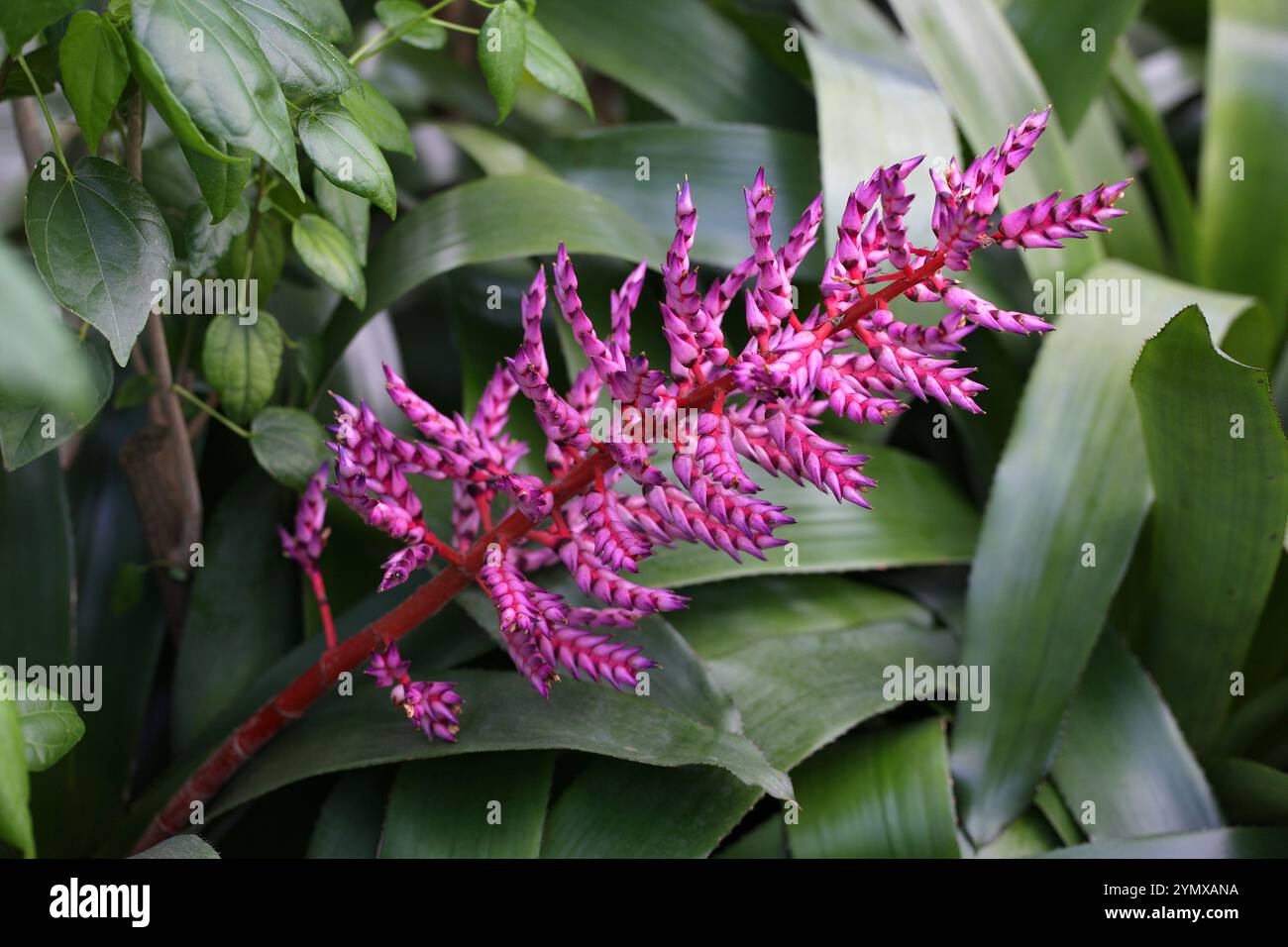 Bromeliad, Aechmea fendleri, Bromeliaceae. Venezuela and Trinidad and ...