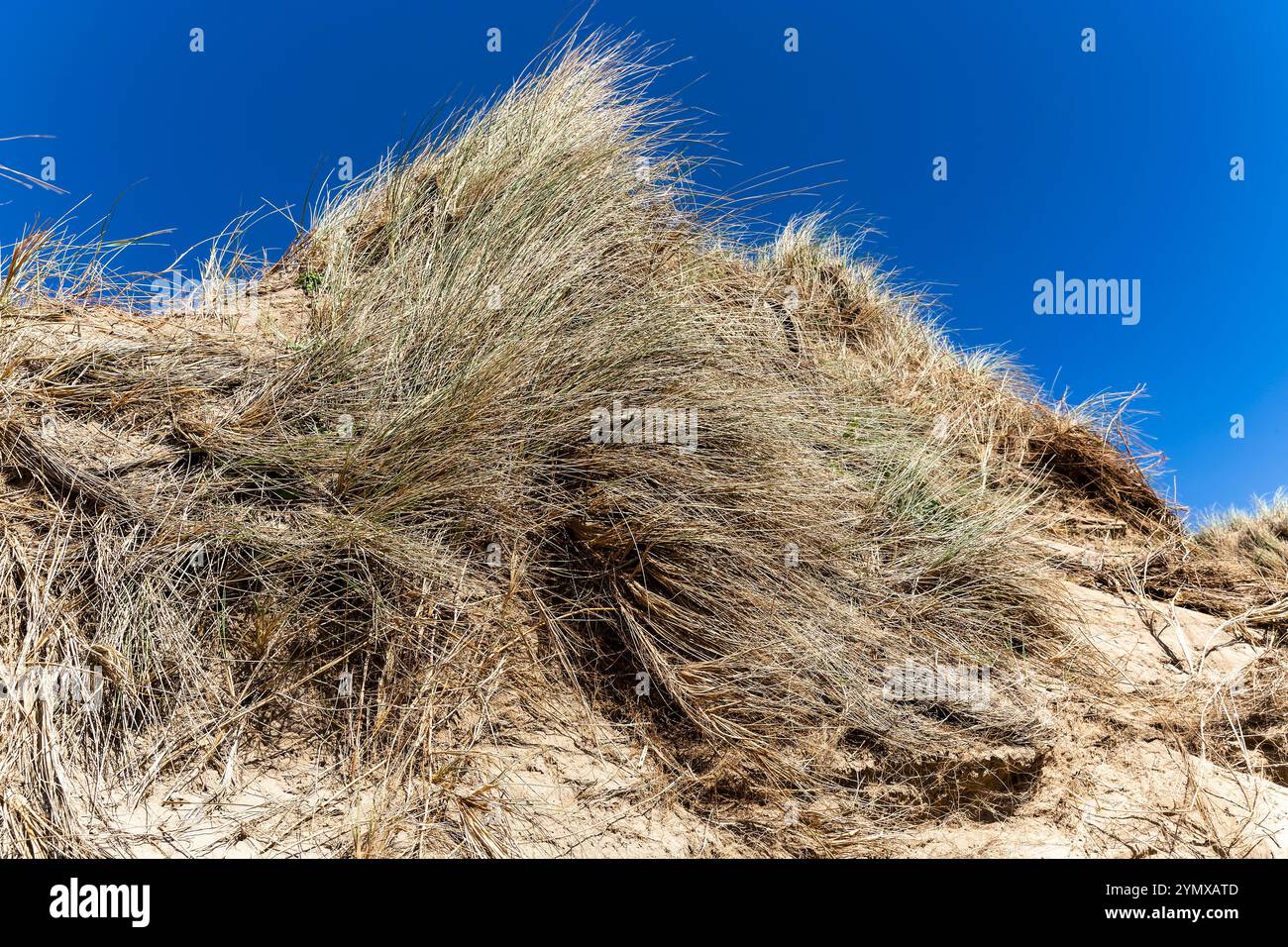 Sand dune colonisation hi-res stock photography and images - Alamy