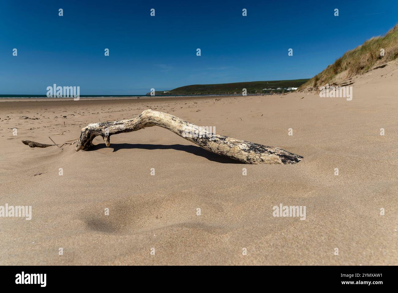 Washed up Log On Saunton Sands With Beach and Sand Dune View, Looking ...
