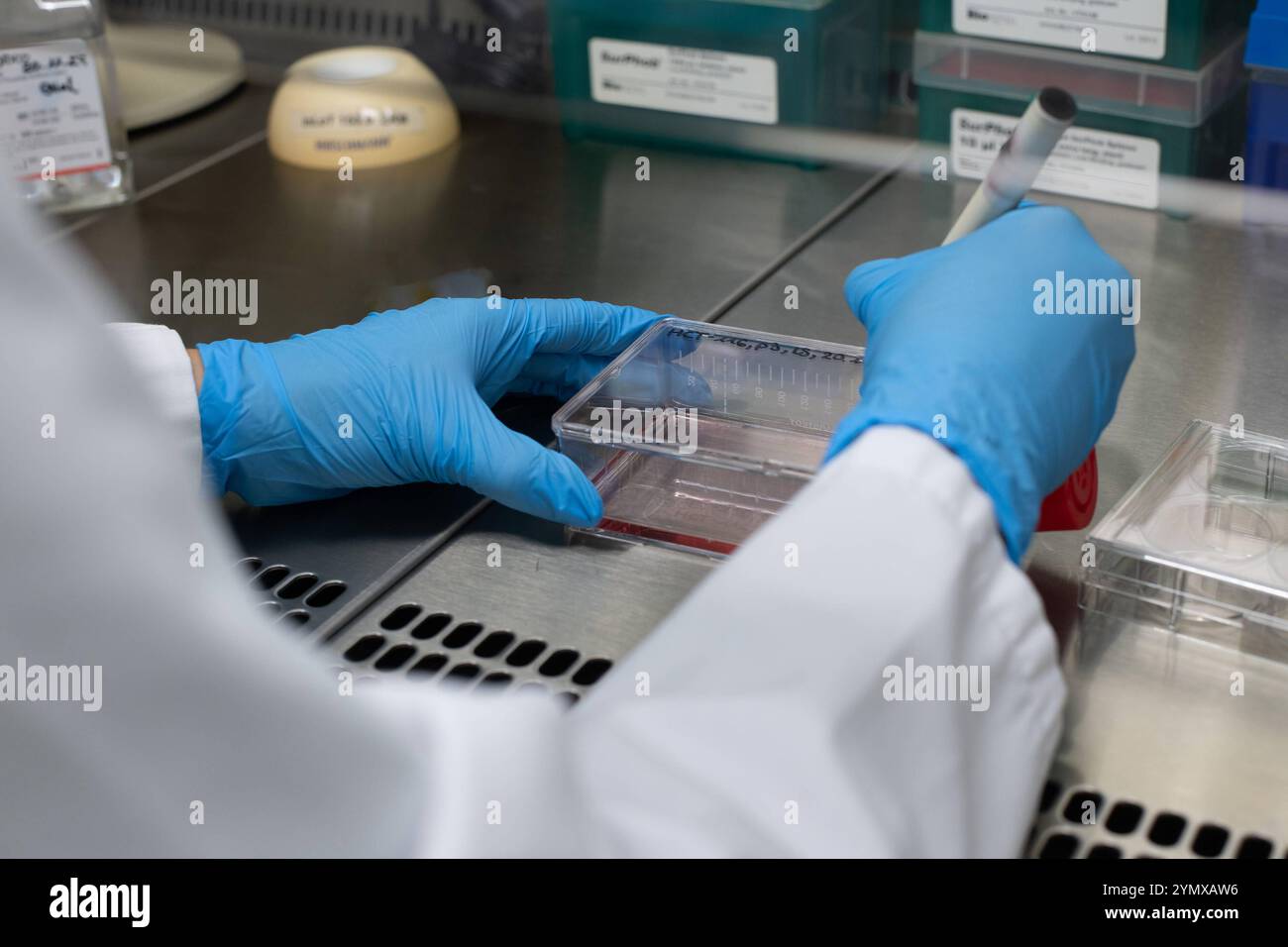 Medizin - Diagnostik - Laborforschung Zellkultur Arbeiten an der ...