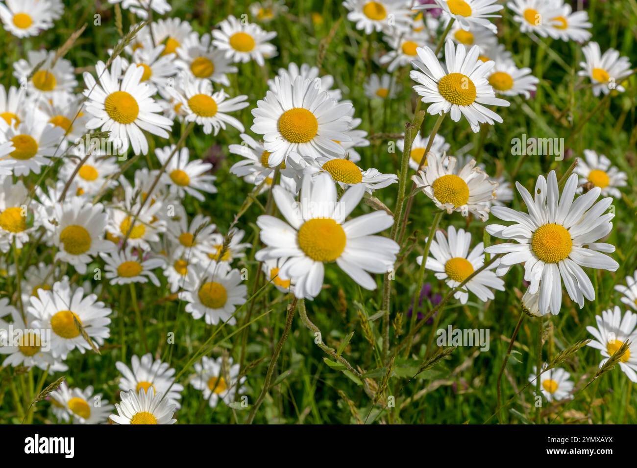 Ground Level View Looking Down On to a Colourful, Devon Wild Flower ...