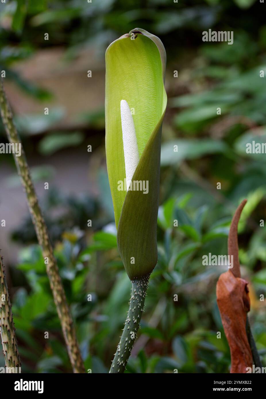 Anchomanes difformis, Araceae. Tropical Africa. Syn. A. dubius, A ...
