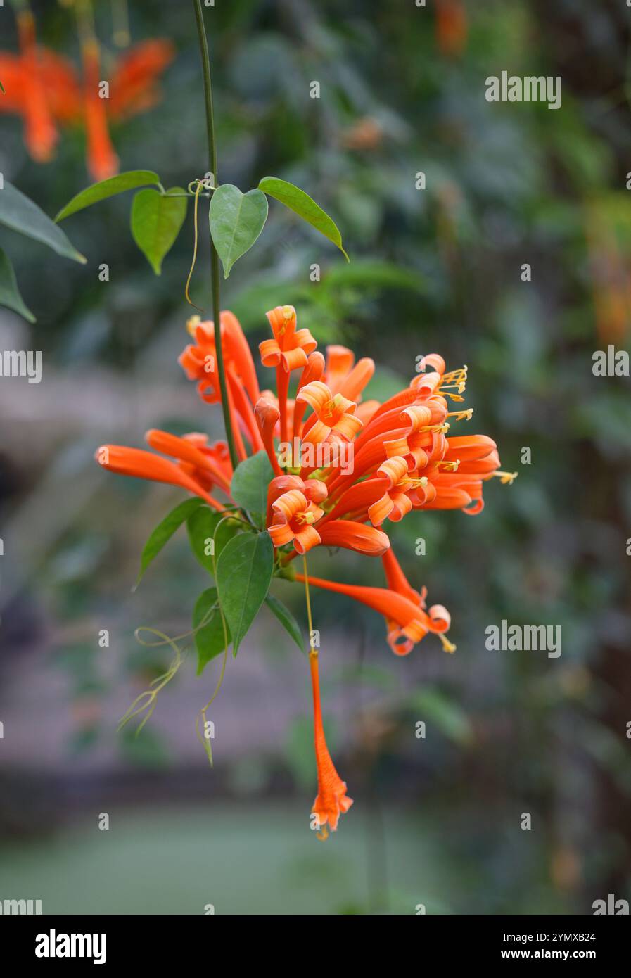 Flame Vine or Orange Trumpet Vine, Pyrostegia venusta, Pyrostegia ignea, Bignoniaceae. Aka ...