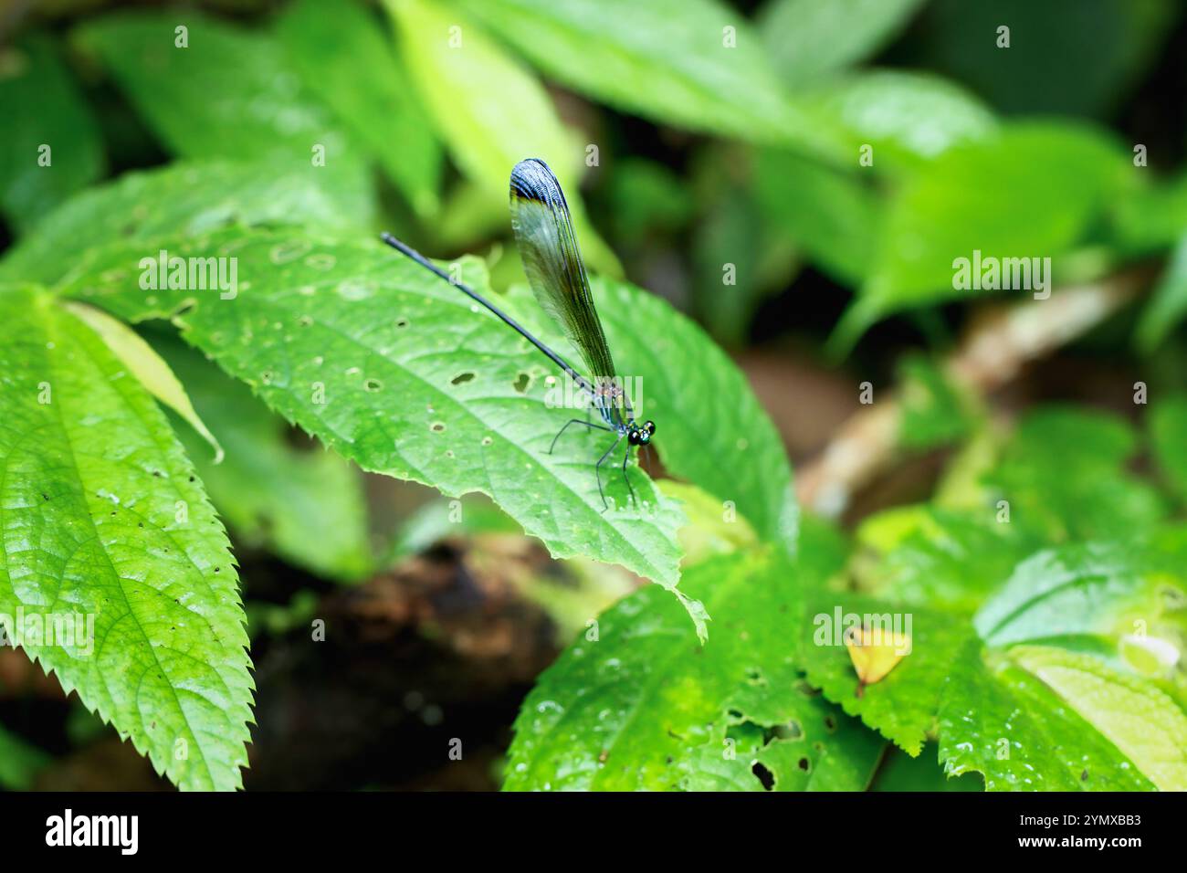 A Chinese Greenwing Damselfly(Psolodesmus mandarinus dorothea) with ...