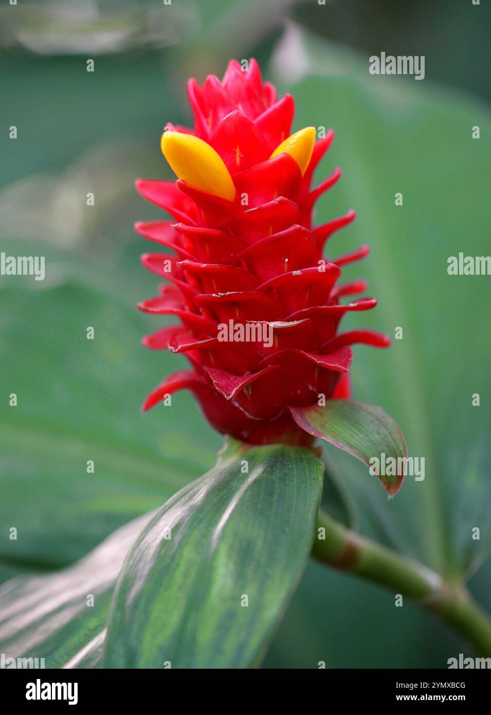 Costaceae hi-res stock photography and images - Alamy